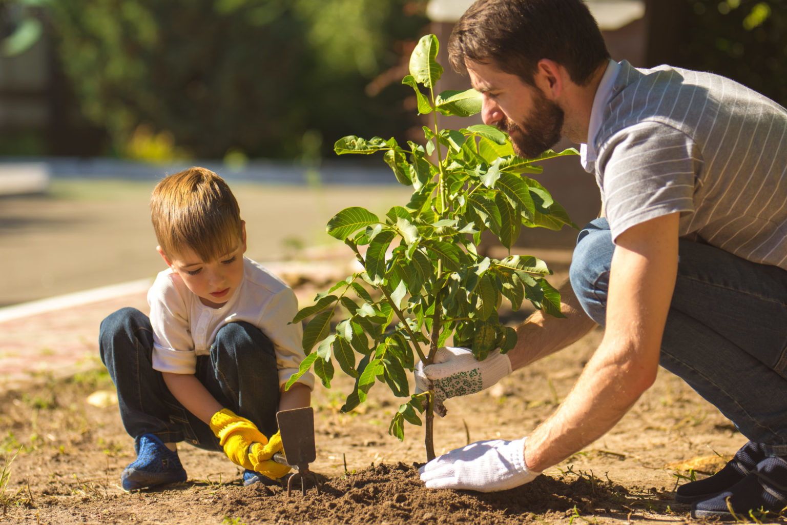 How to Plant a Tree (for Arbor Day) - Weston Nurseries