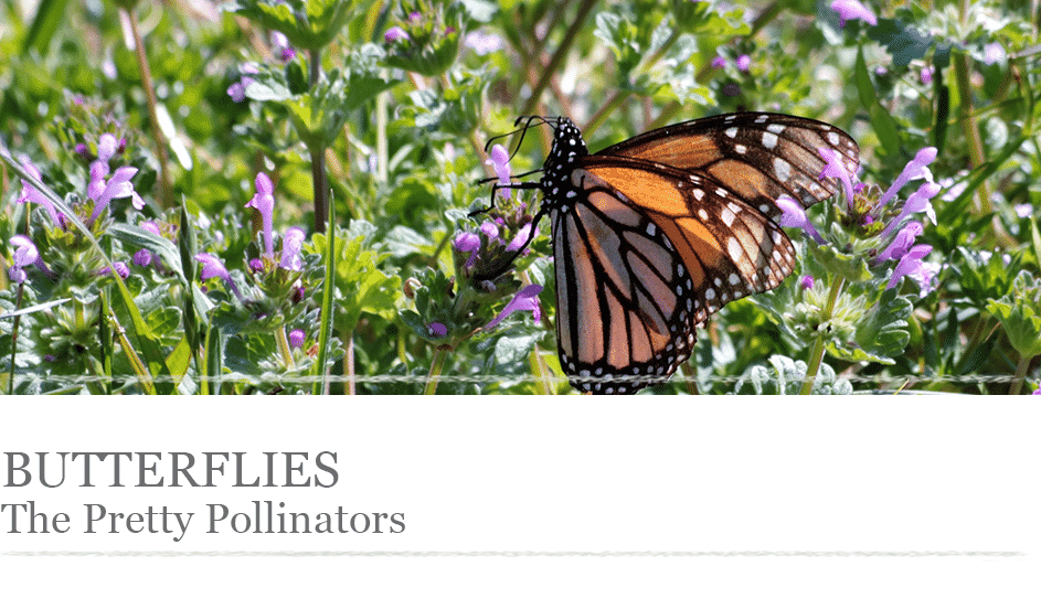 Butterflies: The Pretty Pollinators - Weston Nurseries