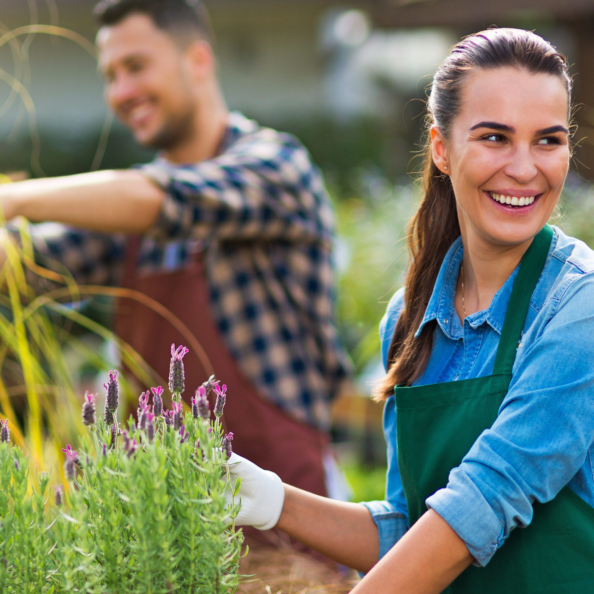 Weston Nurseries - Premium Plant, Garden and Landscape Supply