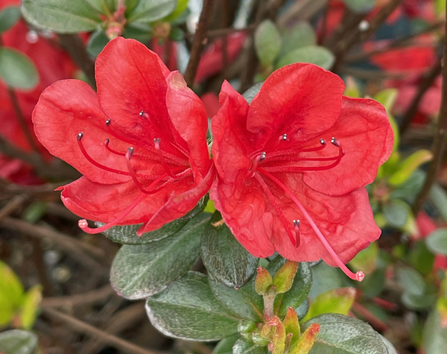 Azalea - Weston Nurseries