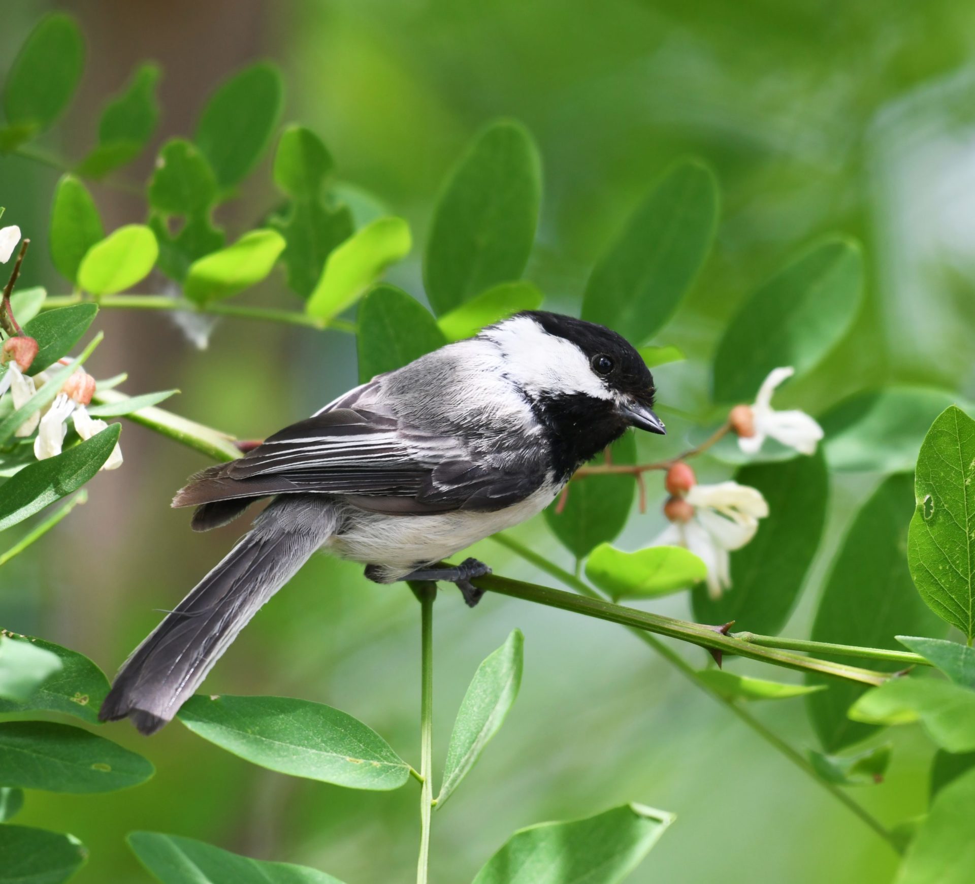 Birding - Weston Nurseries