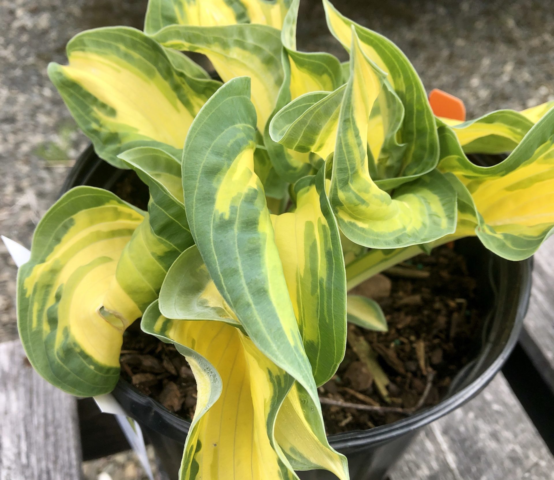 Hosta - Weston Nurseries