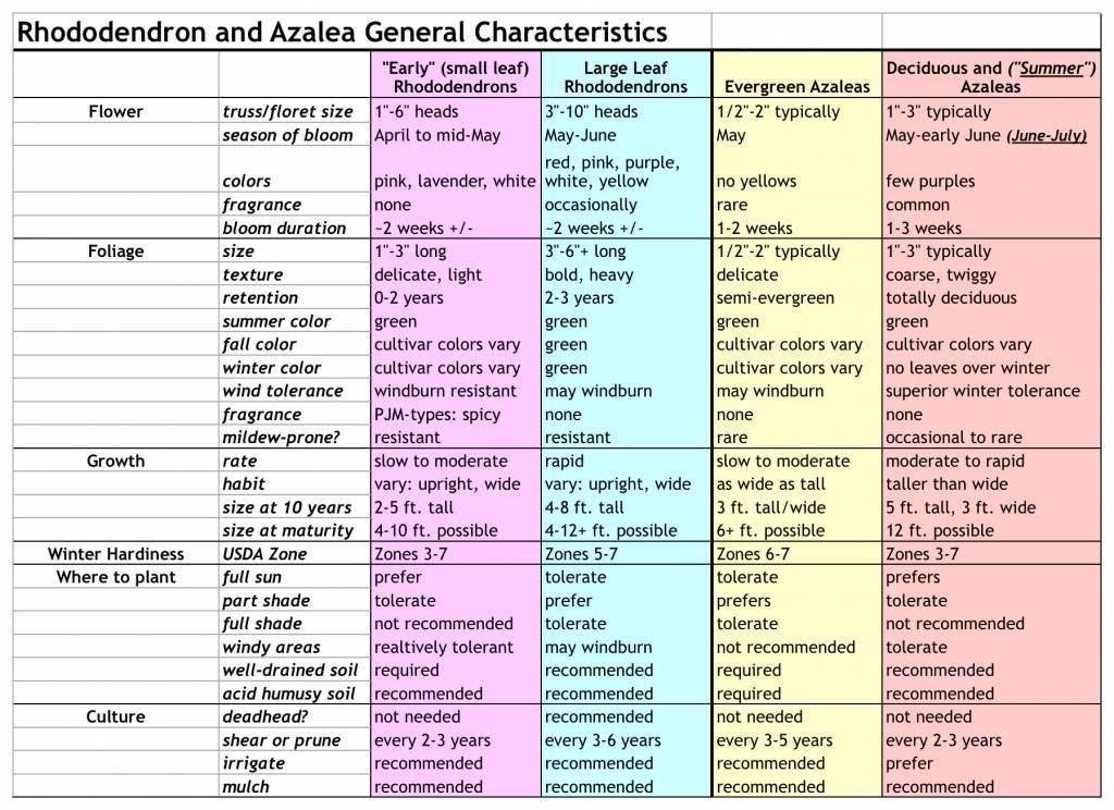 Azalea - Weston Nurseries