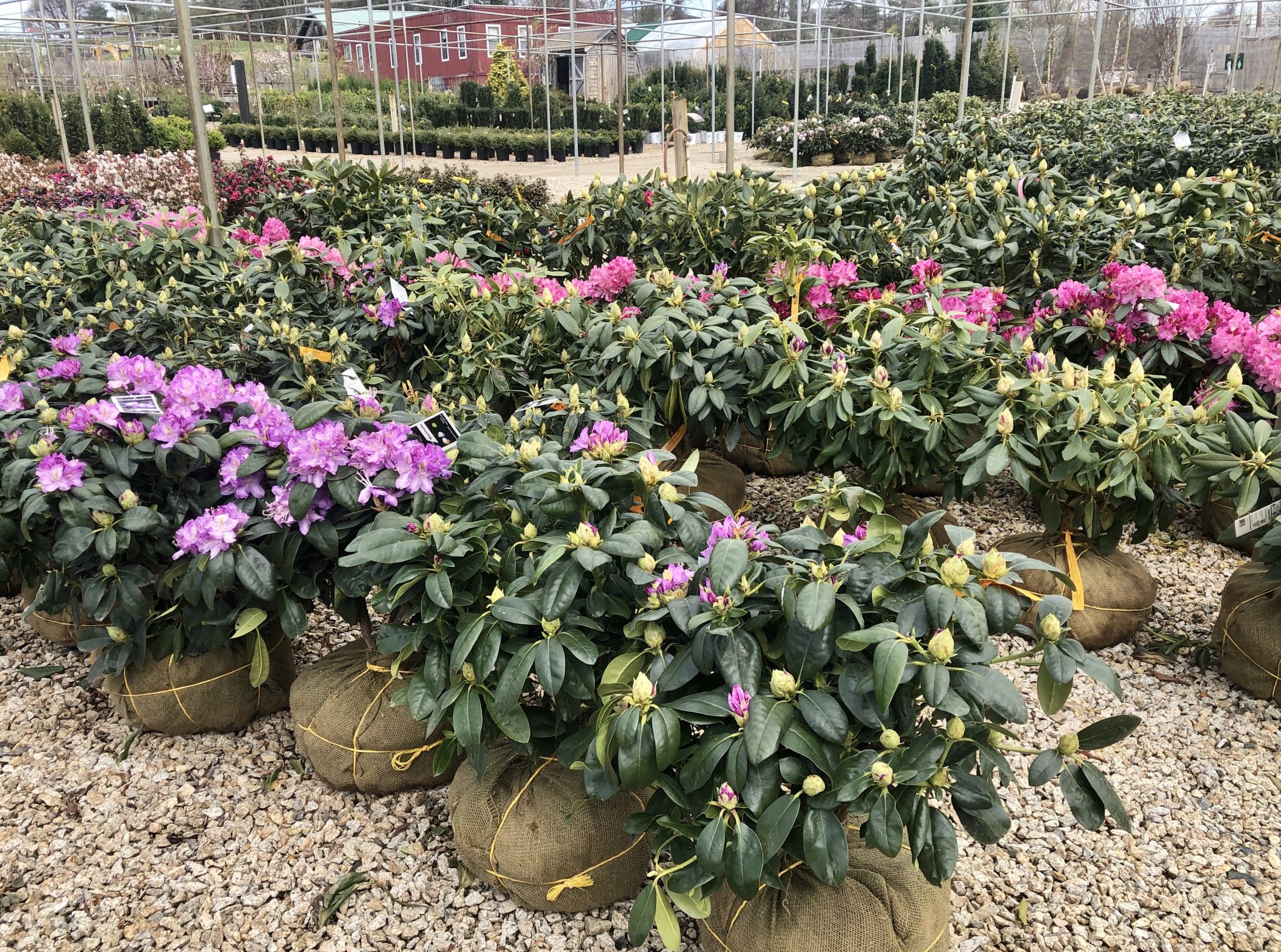 Rhododendron - Weston Nurseries