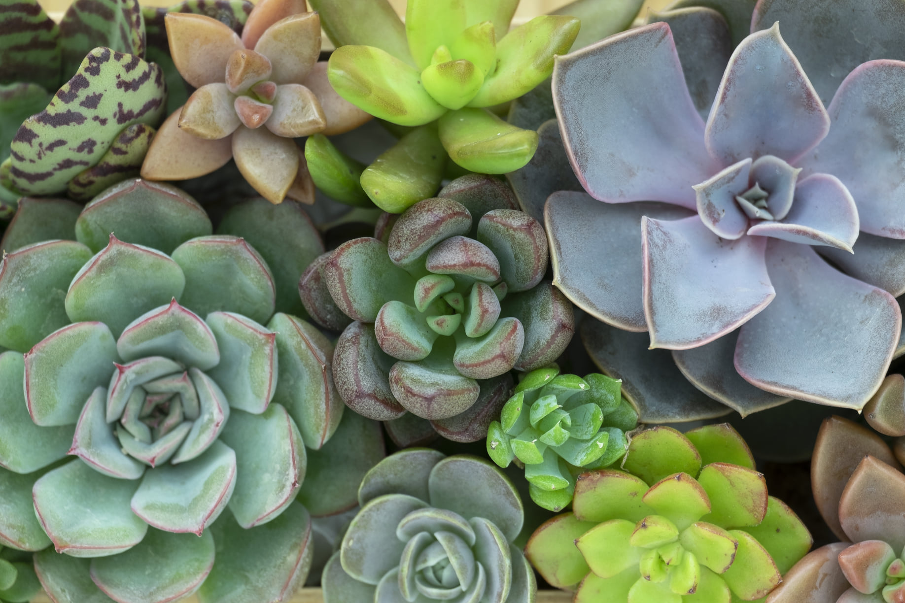 Succulents | Plant Care Guidelines | Weston Nurseries