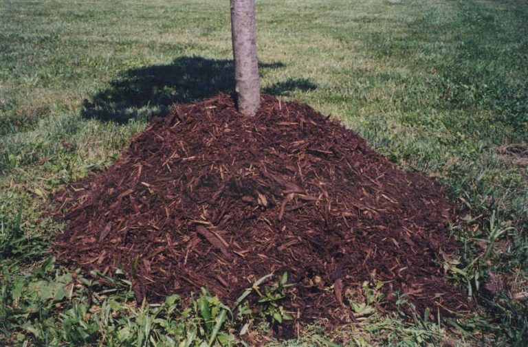 The Deadly Mulch Volcano - Weston Nurseries