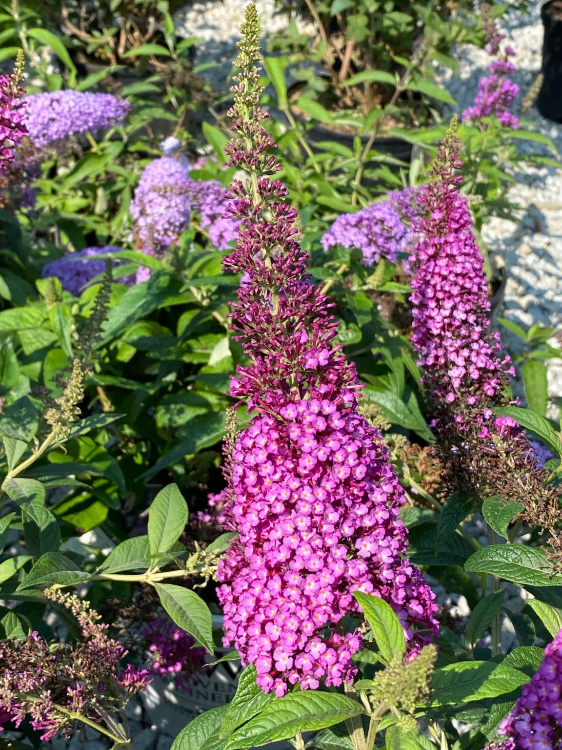 Butterfly Bush—Buddleia - Weston Nurseries