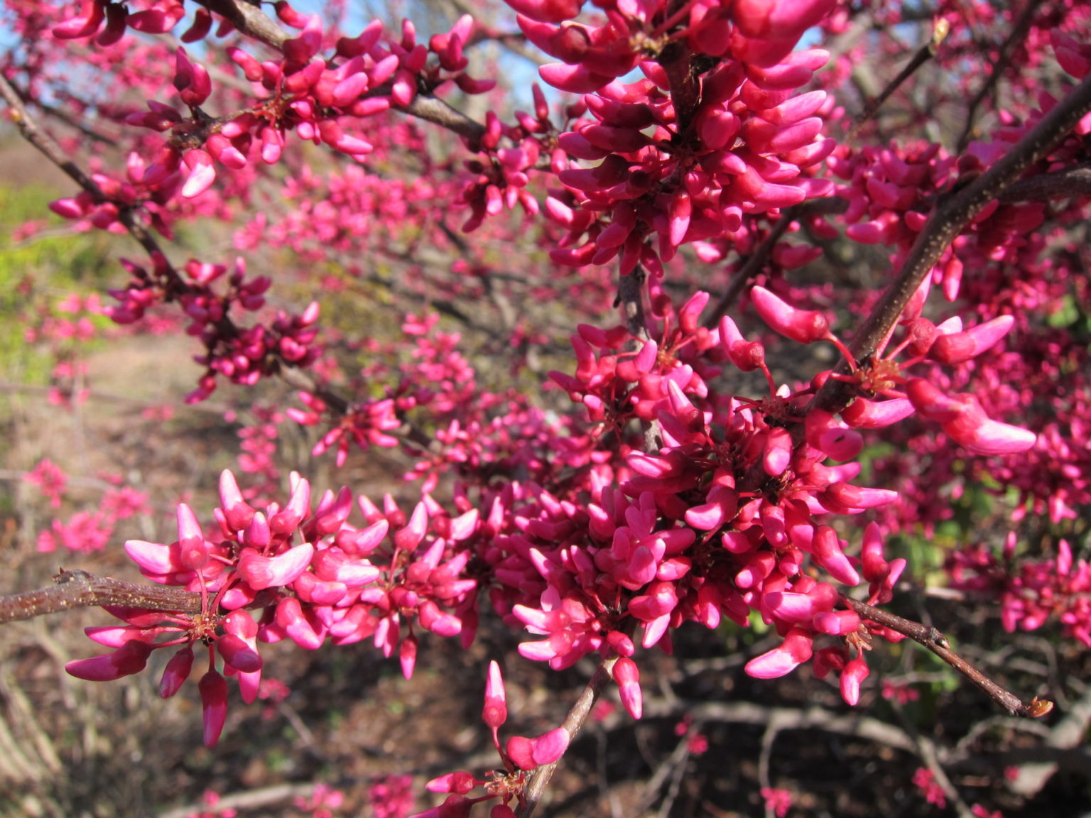 The Spring Welcoming Redbuds! - Weston Nurseries