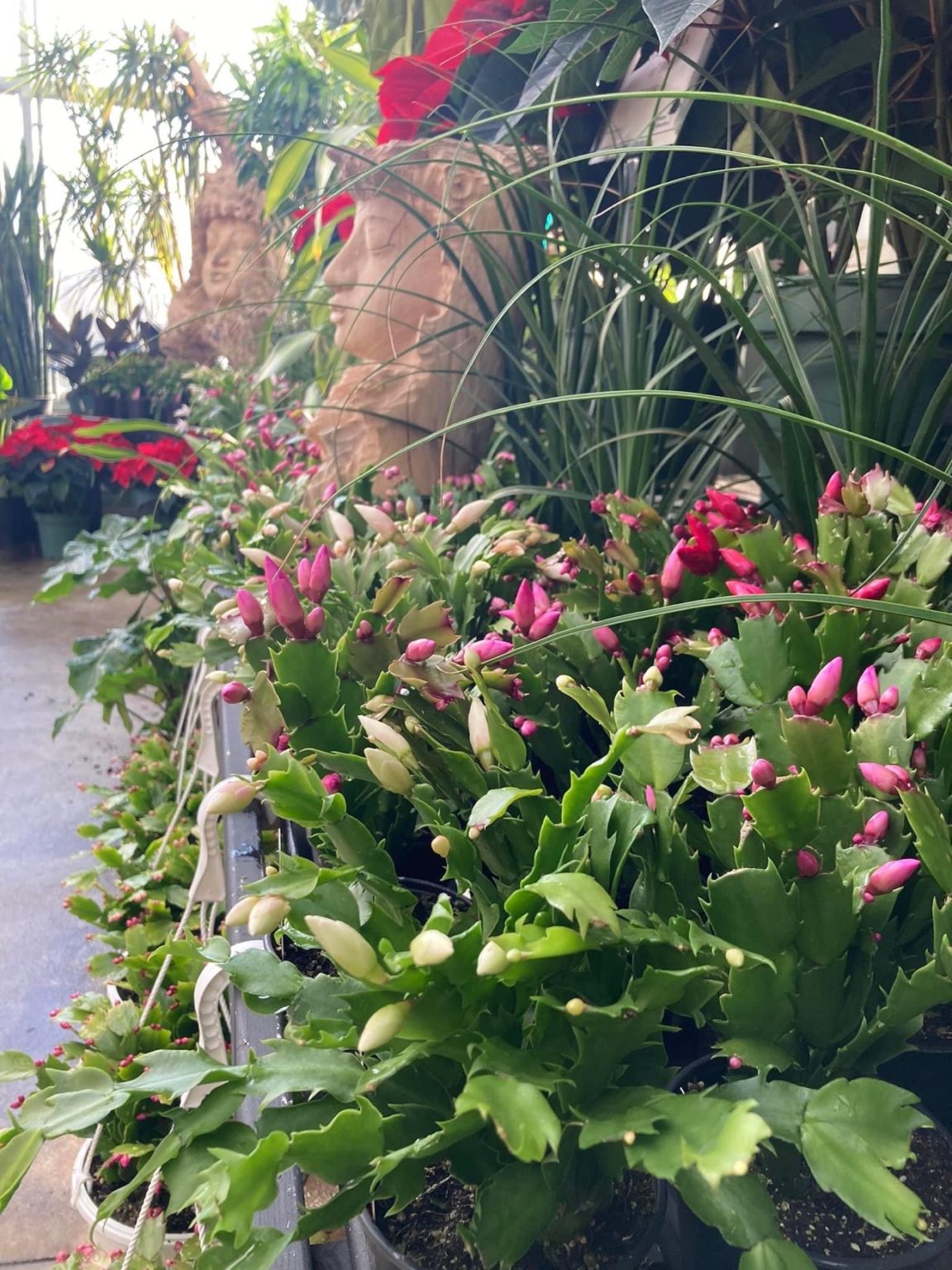 Weston Nurseries - Premium Plant, Garden and Landscape Supply