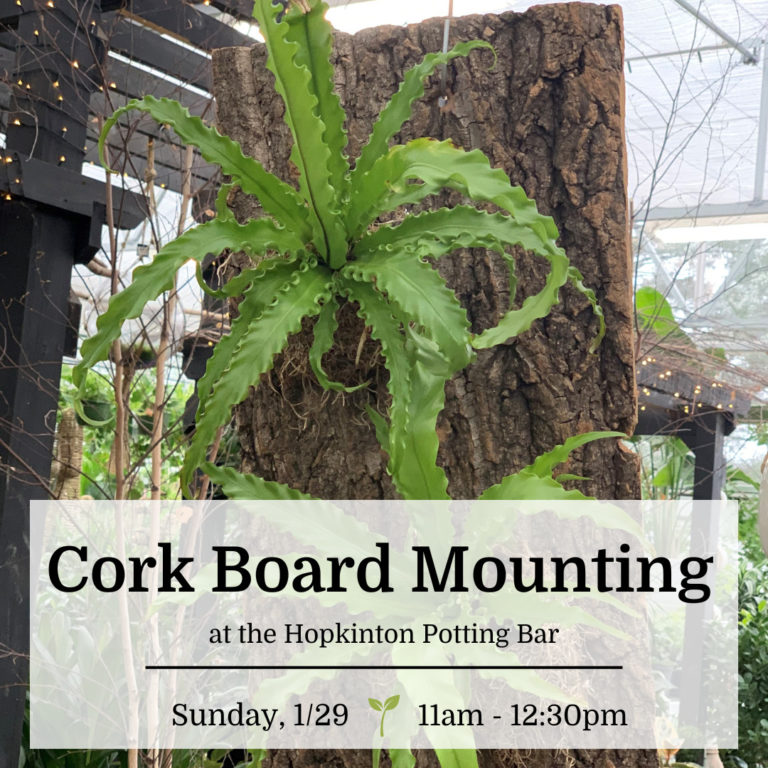DIY Houseplant Cork Board Mounting - Weston Nurseries