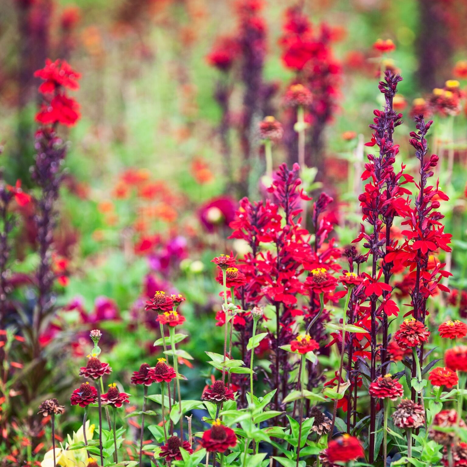 Perennials for July Color - Weston Nurseries