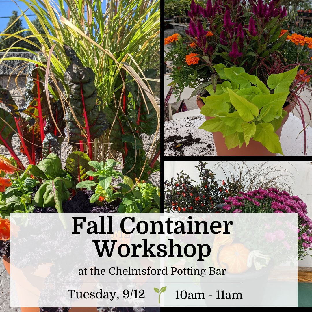 Fall Container Workshop - Chelmsford - Weston Nurseries