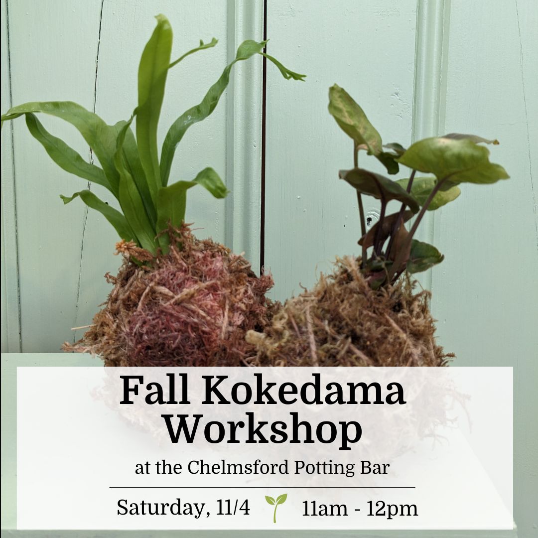 Fall Kokedama Workshop - Chelmsford - Weston Nurseries