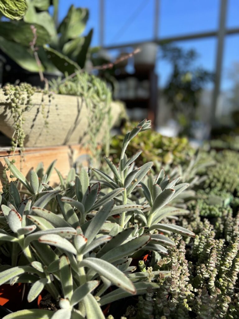 Weston Nurseries - Premium Plant, Garden and Landscape Supply