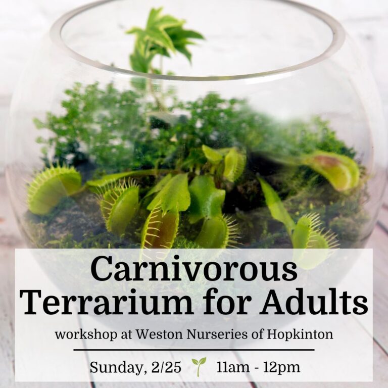 Carnivorous Terrarium for Adults - Hopkinton - Weston Nurseries