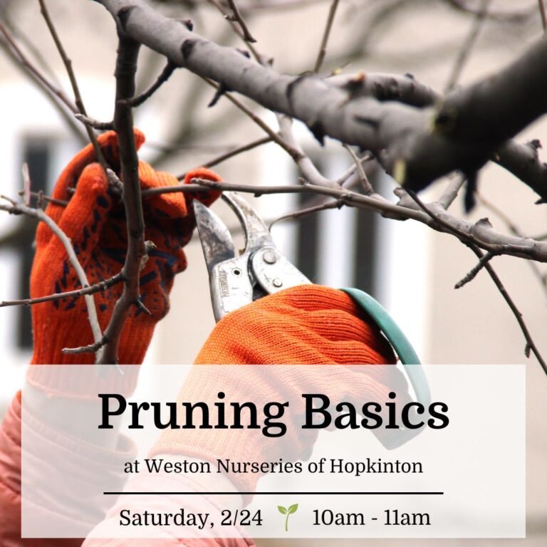 Pruning Basics - Hopkinton (free!) - Weston Nurseries