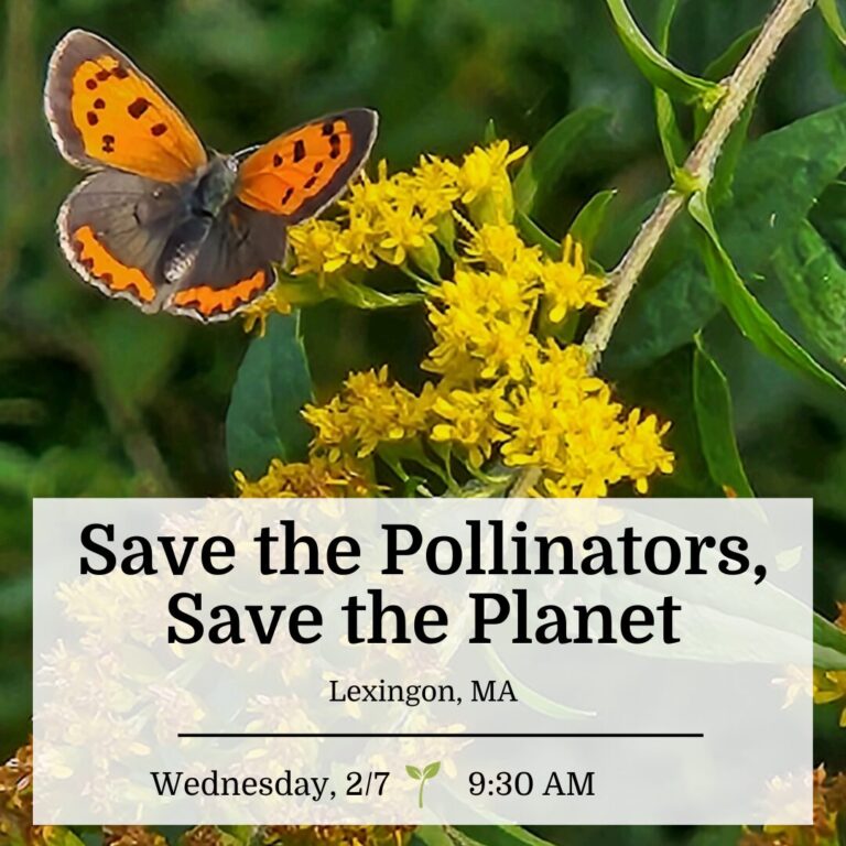 Save The Pollinators, Save The Planet - Weston Nurseries