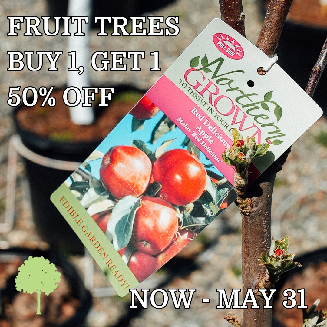 Lincoln - Weston Nurseries