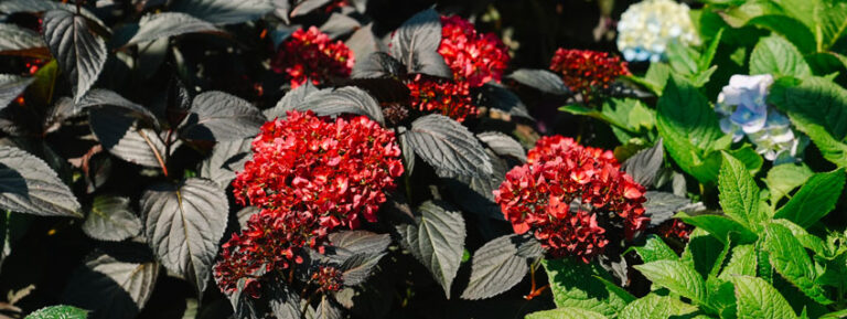 Hingham - Weston Nurseries