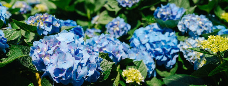 Hingham - Weston Nurseries