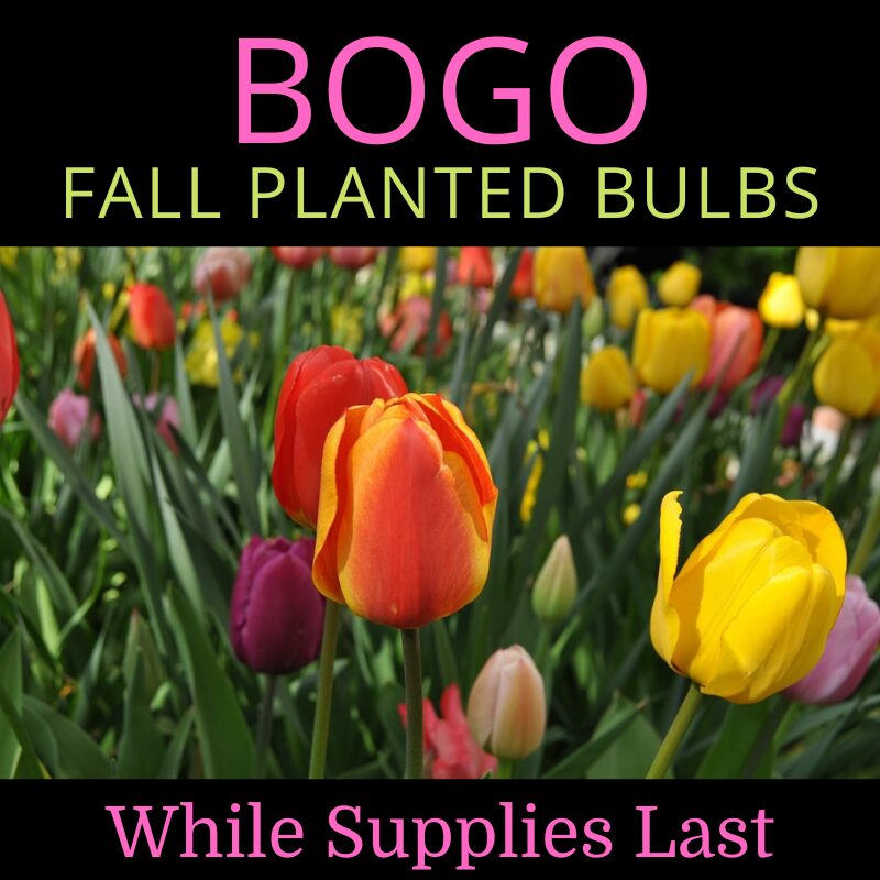 Sales - Weston Nurseries